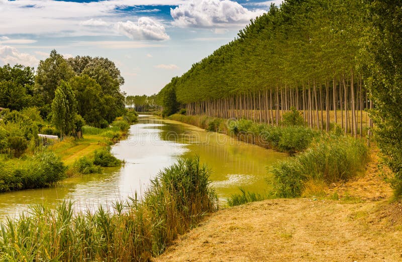 River Running Trough Rows of Trees Stock Image - Image of river, green ...