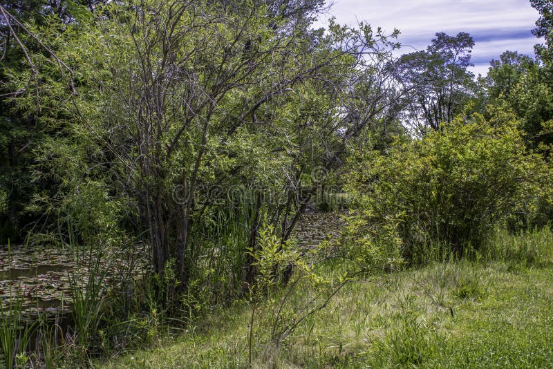 River`s Edge stock photo. Image of grass, trees, waterlilles - 152502410