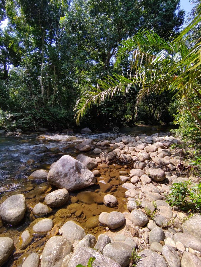 River at Sabak Bernam stock image. Image of stream, woodland - 200844159
