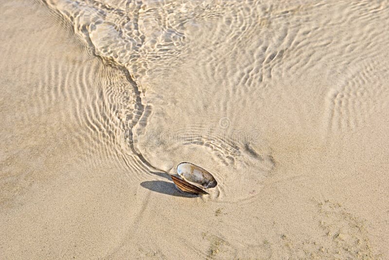 River sand and shell stock photo. Image of seashell, view - 63339770