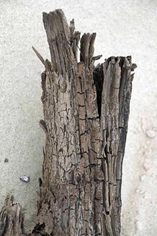 River Sand. the Trunk of the Tree is Rotting Under the Water. Texture ...