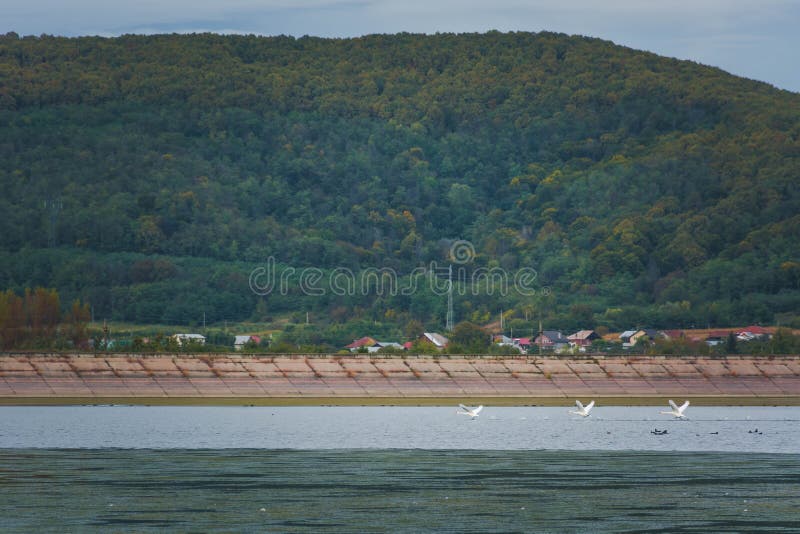 River Scene with Flying Swans Against a Forest Mountain Stock Photo ...