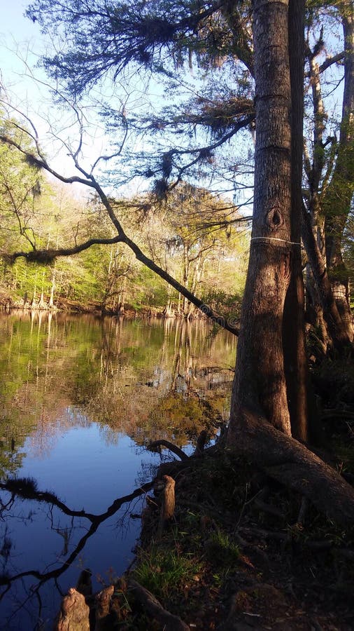 River scene 4 stock image. Image of river, santefe, florida - 91977089