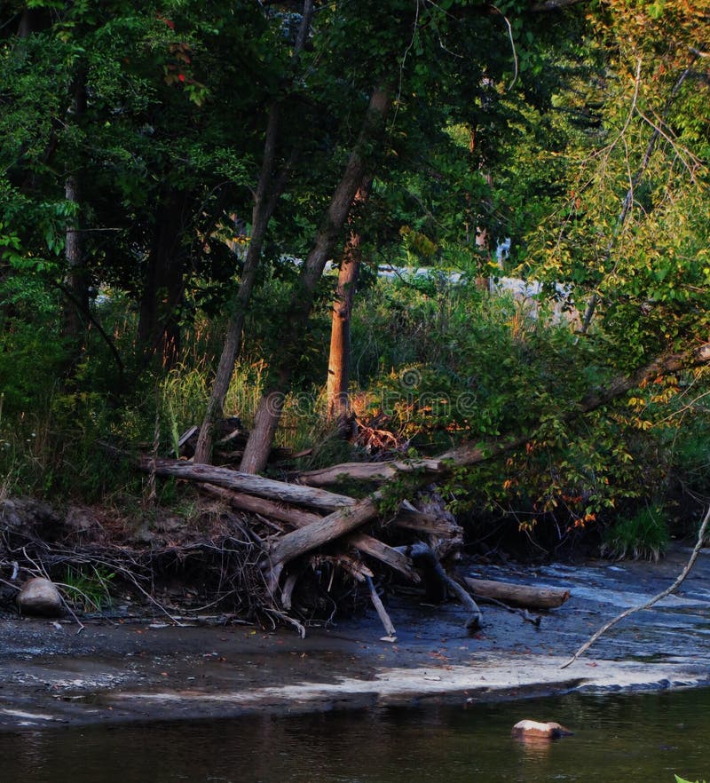 River scene stock photo. Image of leaves, river, water - 46095536