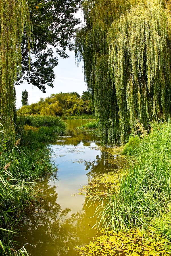 Willow tree over a lake stock photo. Image of colored - 23247638