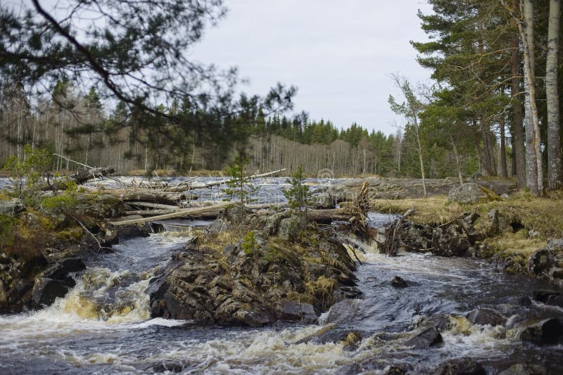 River scenes in the forest stock photo. Image of trough - 246425082