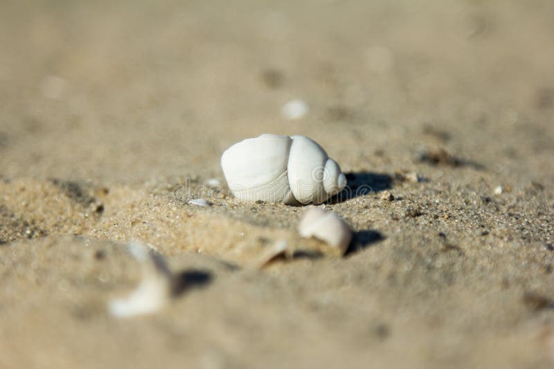 Shell. River Seashell on the Sand. Sandy Yellow Background Stock Image ...