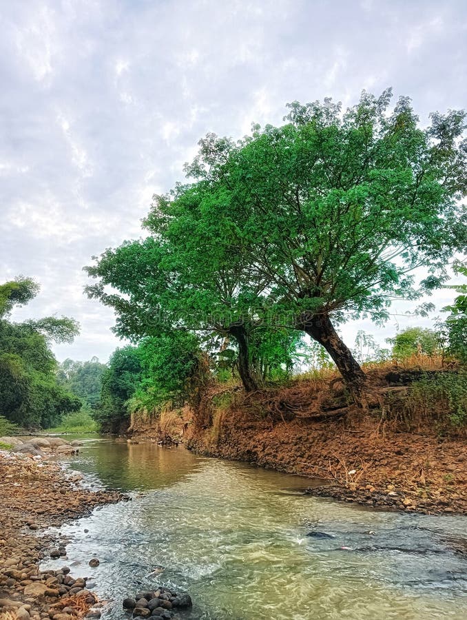 River and shady trees stock image. Image of beauty, nature - 325918409