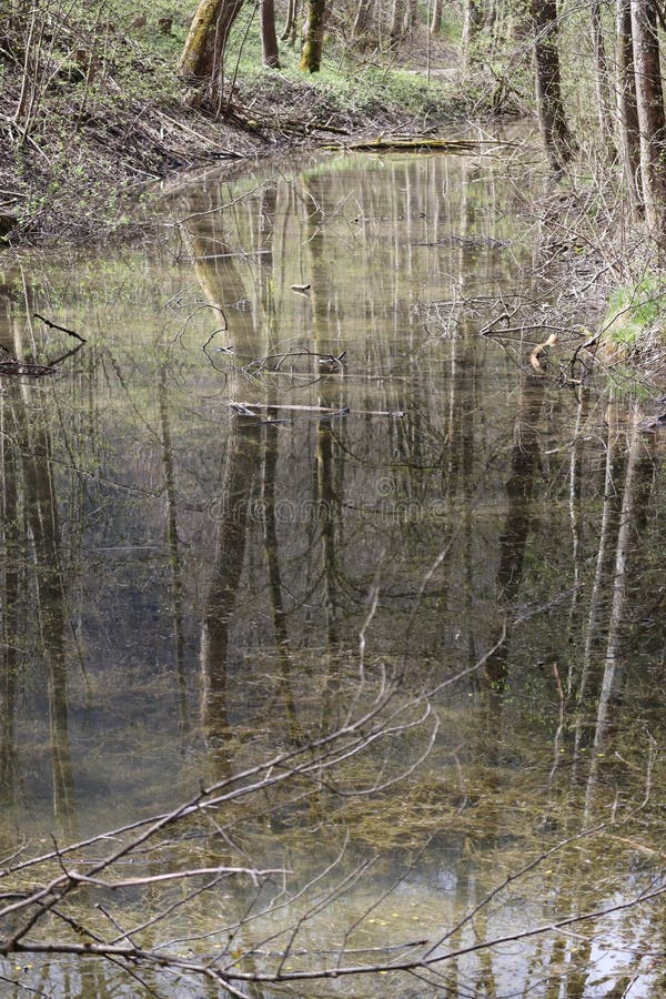 River reflection stock photo. Image of dreamy, forest - 276409526