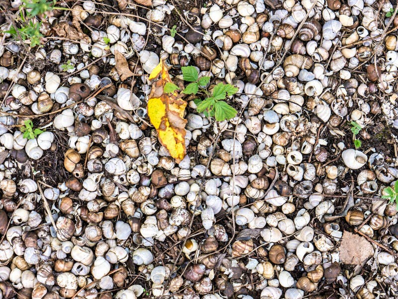 River Shell Isolated on White Background Stock Photo - Image of design ...