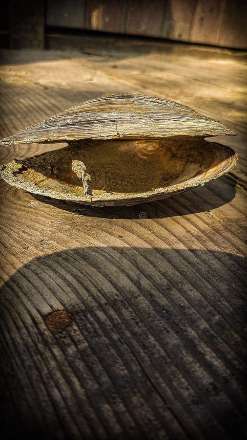 River Shell Isolated on White Background Stock Photo - Image of design ...