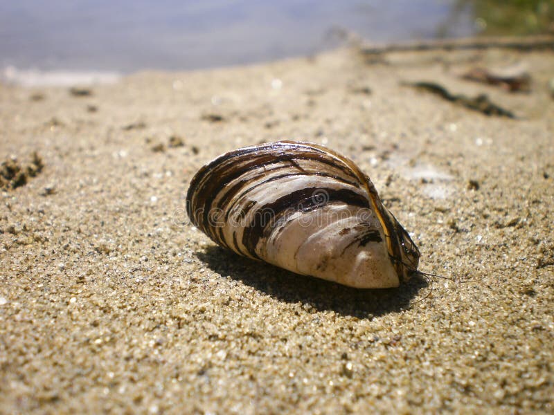 River Shell on the Wet River Sand Background Stock Photo - Image of ...