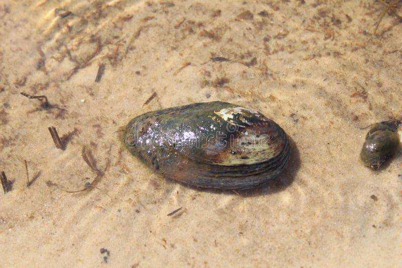 River Shell Shell in Water Close-up Stock Photo - Image of mollusk ...