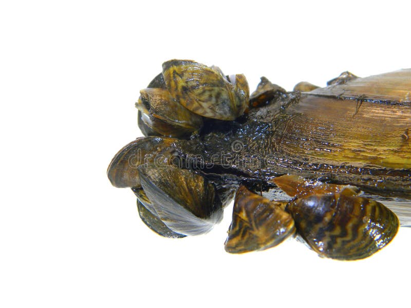 River Shell Isolated on White Background Stock Photo - Image of design ...