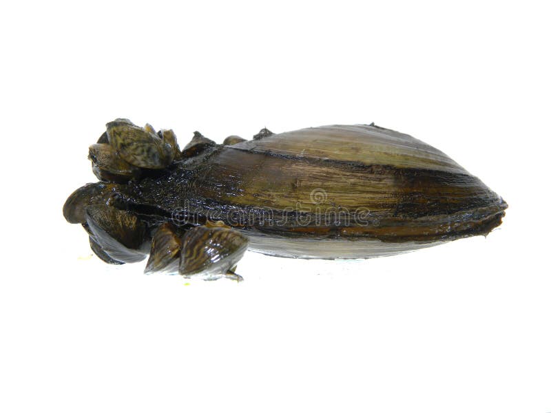 River shell opened stock image. Image of opened, wildlife - 166145223