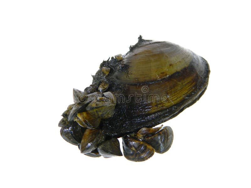 River Shell Isolated on White Background Stock Photo - Image of design ...