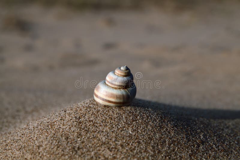 River shell stock image. Image of sand, sandy, blur, background - 52372289