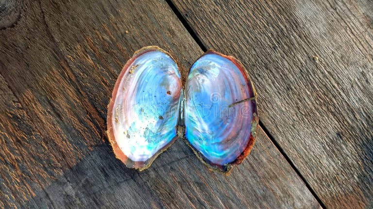 River shell opened stock image. Image of opened, wildlife - 166145223