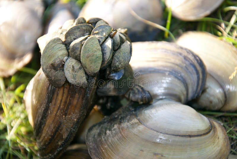 River shell stock photo. Image of mollusk, mother, wildlife - 39133768