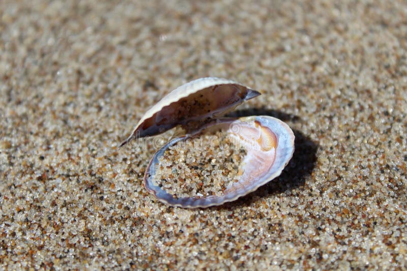 River Shell Isolated on White Background Stock Photo - Image of design ...