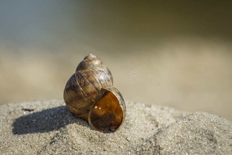 River Shell Isolated on White Background Stock Photo - Image of design ...
