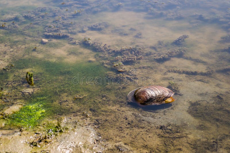 River shell on the shore stock photo. Image of park - 156787388