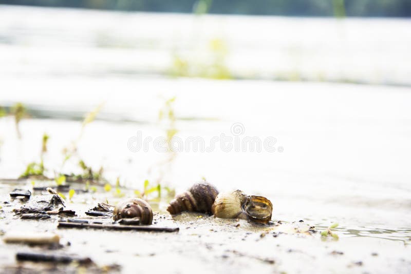 River shells on the beach stock photo. Image of danube - 45623558