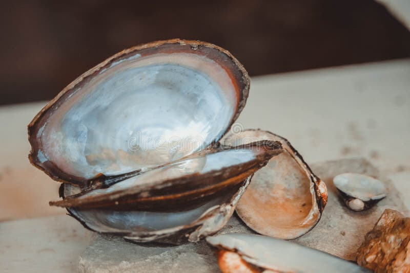 Shell from sea stock image. Image of background, necklace - 39096287