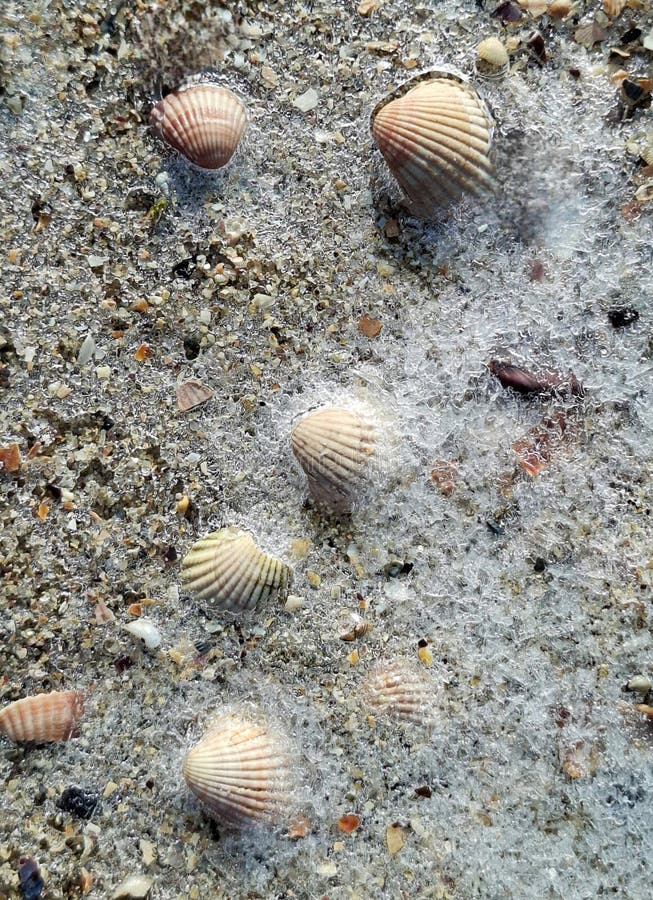 Shells and ice stock image. Image of leaf, layer, wildlife - 361324253