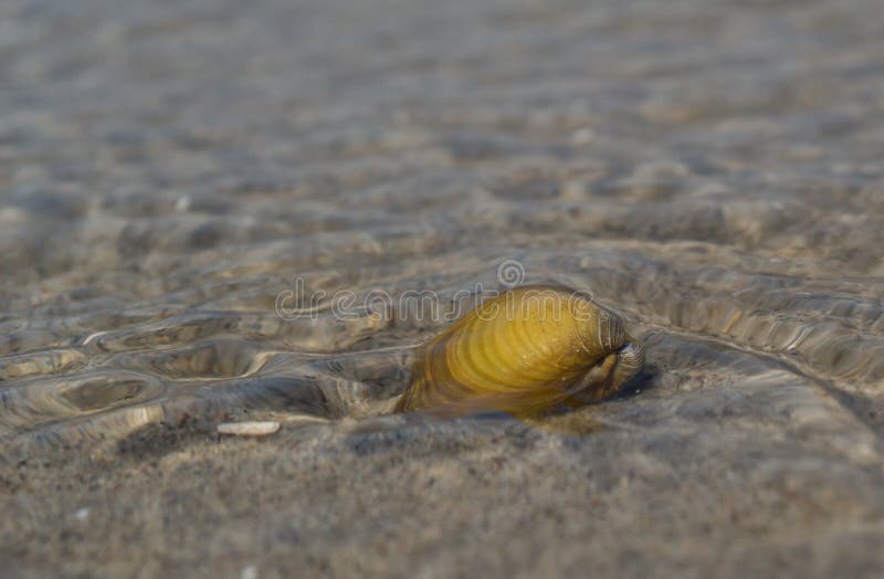 River shells on the sand stock image. Image of eaten - 261138645