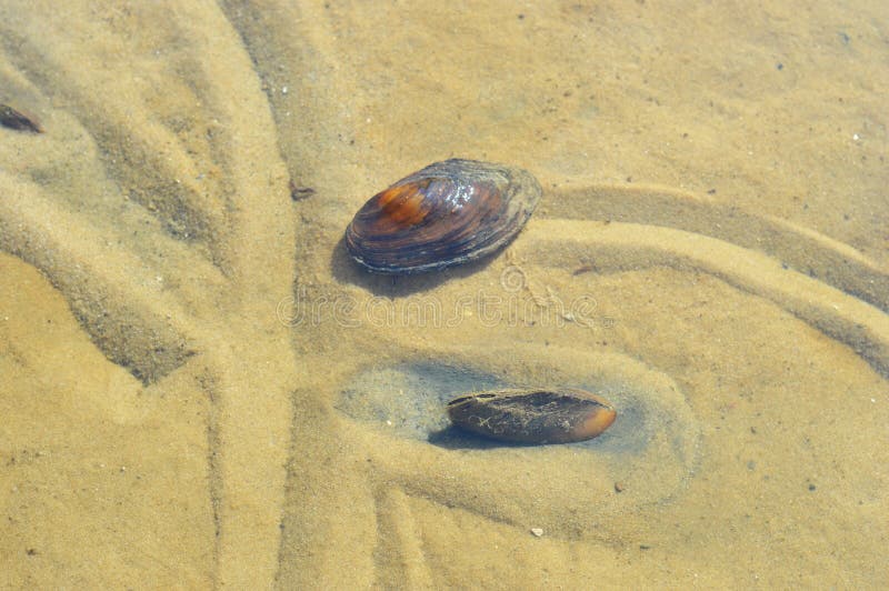 Shells on the river water stock image. Image of light - 106692119