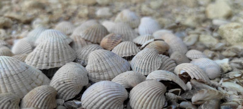 River shells stock image. Image of cuisine, shells, insect - 229814729