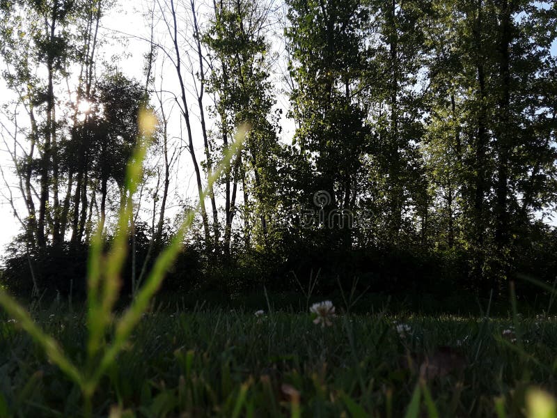 At the River stock image. Image of treeline, shore, landscape - 155773367