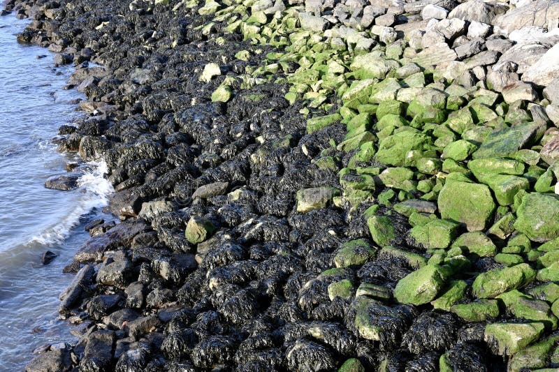 River Shore Rocks with Algae Stock Image - Image of river, underwater ...
