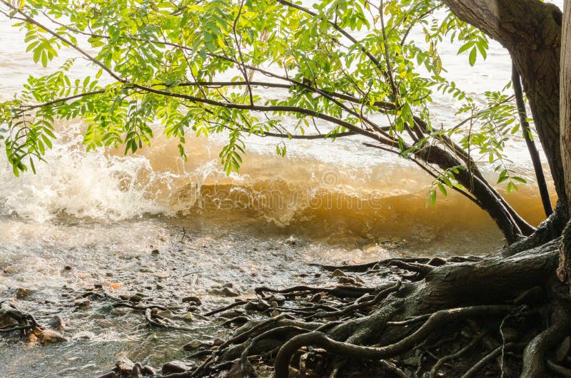 River shore roots stock photo. Image of roots, river - 61279368