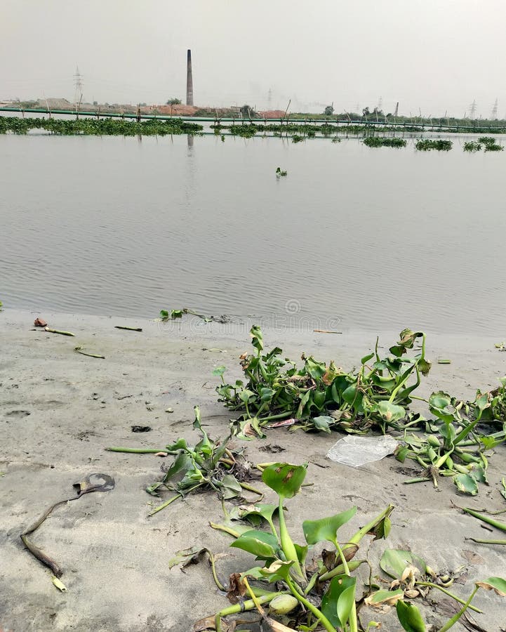 River Side Amin Bazar Savar Dhaka Stock Photo - Image of soil, flower ...