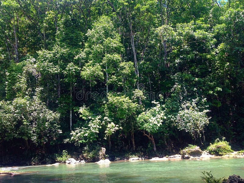 River side forest stock image. Image of bohol, philippines - 99050183