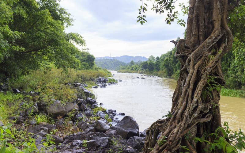 River side forest cover stock image. Image of foliage - 48188499