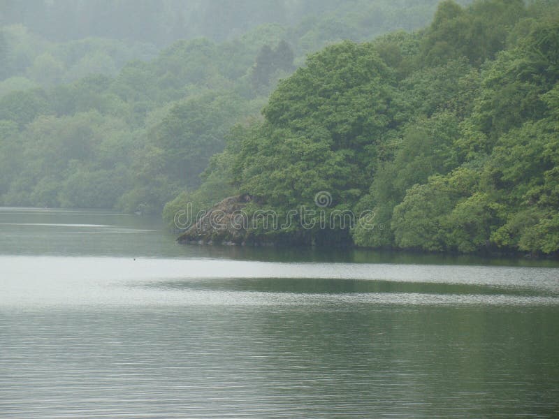 River side forest stock image. Image of trees, water - 45458307