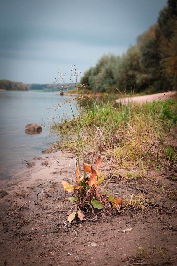 River side stock photo. Image of nature, pond, side, spring - 83958408