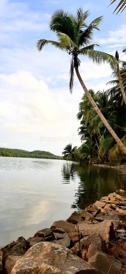 River side stock image. Image of side, natural, tree - 161488933
