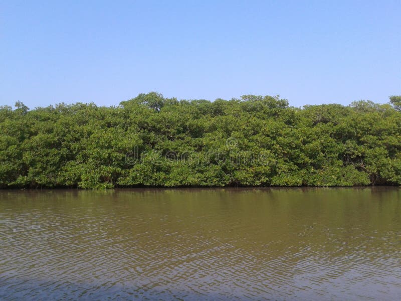 River side stock image. Image of plants, river, diurno - 98222753