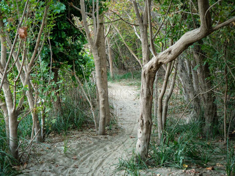 River Side Trail through Regrowing Riparian Forest Stock Photo - Image ...
