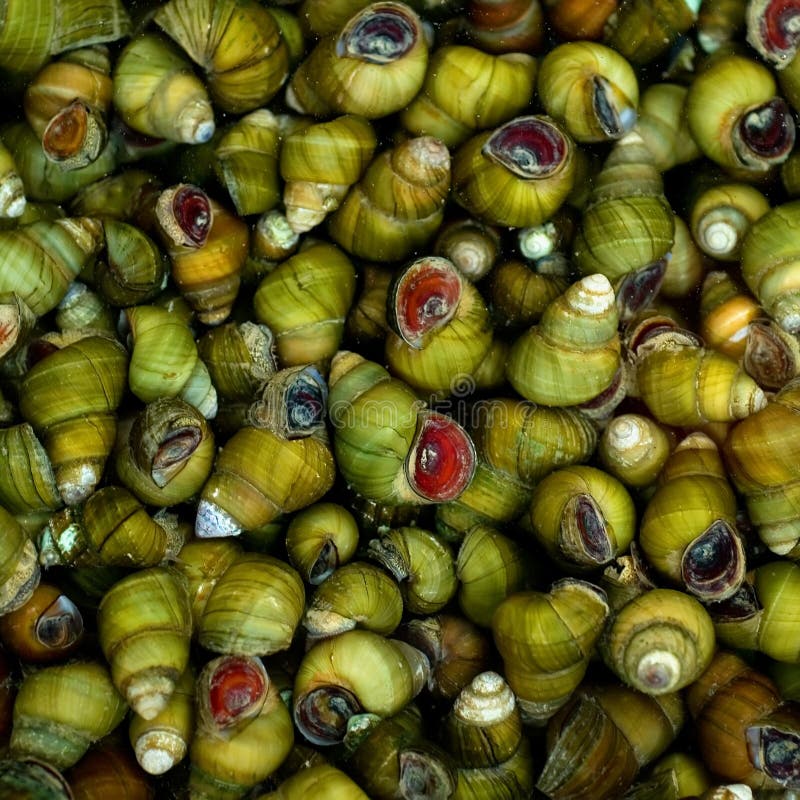 River Snail stock photo. Image of margarya, nature, fresh - 11715636