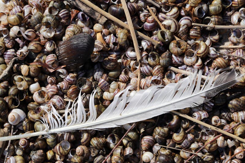 River Snail Shells and a Feather of a Seagull on a Sandy Beach Stock ...