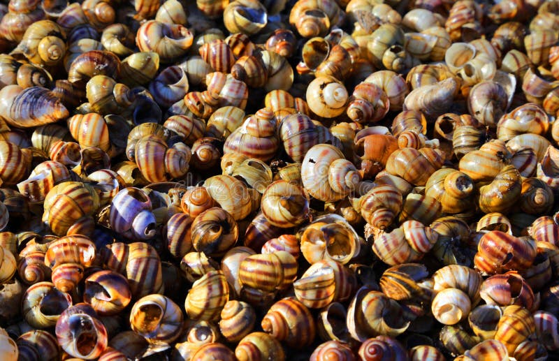 River Snail Shells Viviparus Contectus on a Sandy Beach Stock Image ...