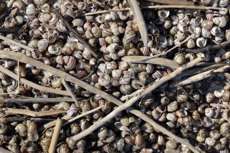River Snail Shells Viviparus Contectus on a Sandy Beach Stock Image ...