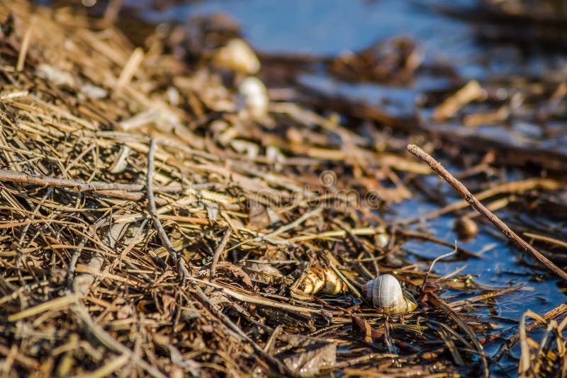 River Snail Shells on Wet Grass Stock Image - Image of closeup, fresh ...