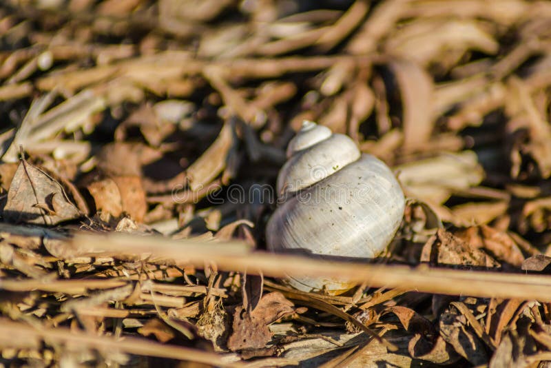 River Snail Shells on Wet Grass Stock Image - Image of macro, river ...