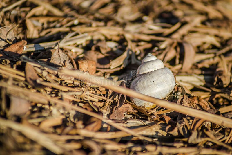River Snail Shells on Wet Grass. Stock Photo - Image of leaf, life ...